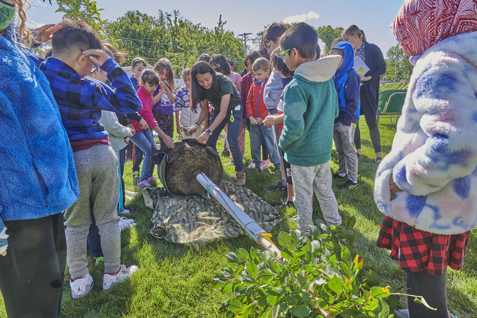 The Morton Arboretum calls for community-driven tree plantings for ...